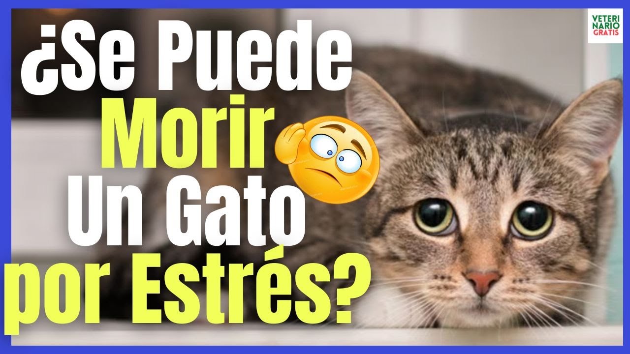 💔 ¿SE PUEDE MORIR UN GATO POR ESTRÉS? 💔 ¿CÓMO RELAJAR A UN GATO ...