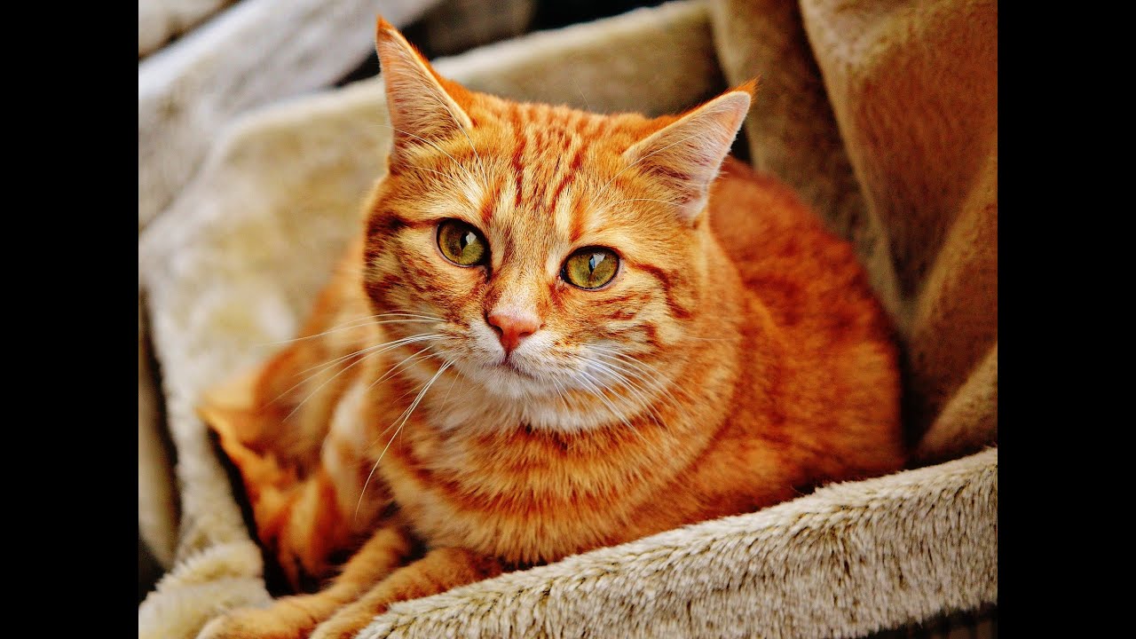 Best Funny Cats😸 Compilation Youtube