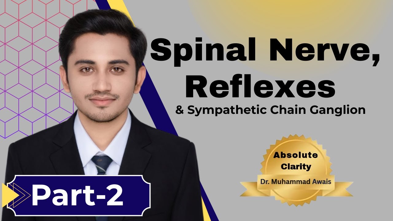 Sympathetic Nervous System: Sympathetic Chain Ganglia & Preganglionic ...