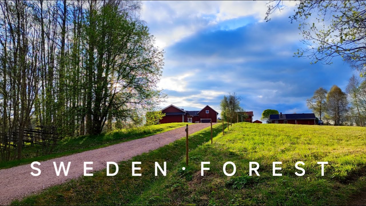 🌲 Swedish Forest: 🍃 Nature Sounds and Birdsong 🎧 | Relaxing 4K Video ...