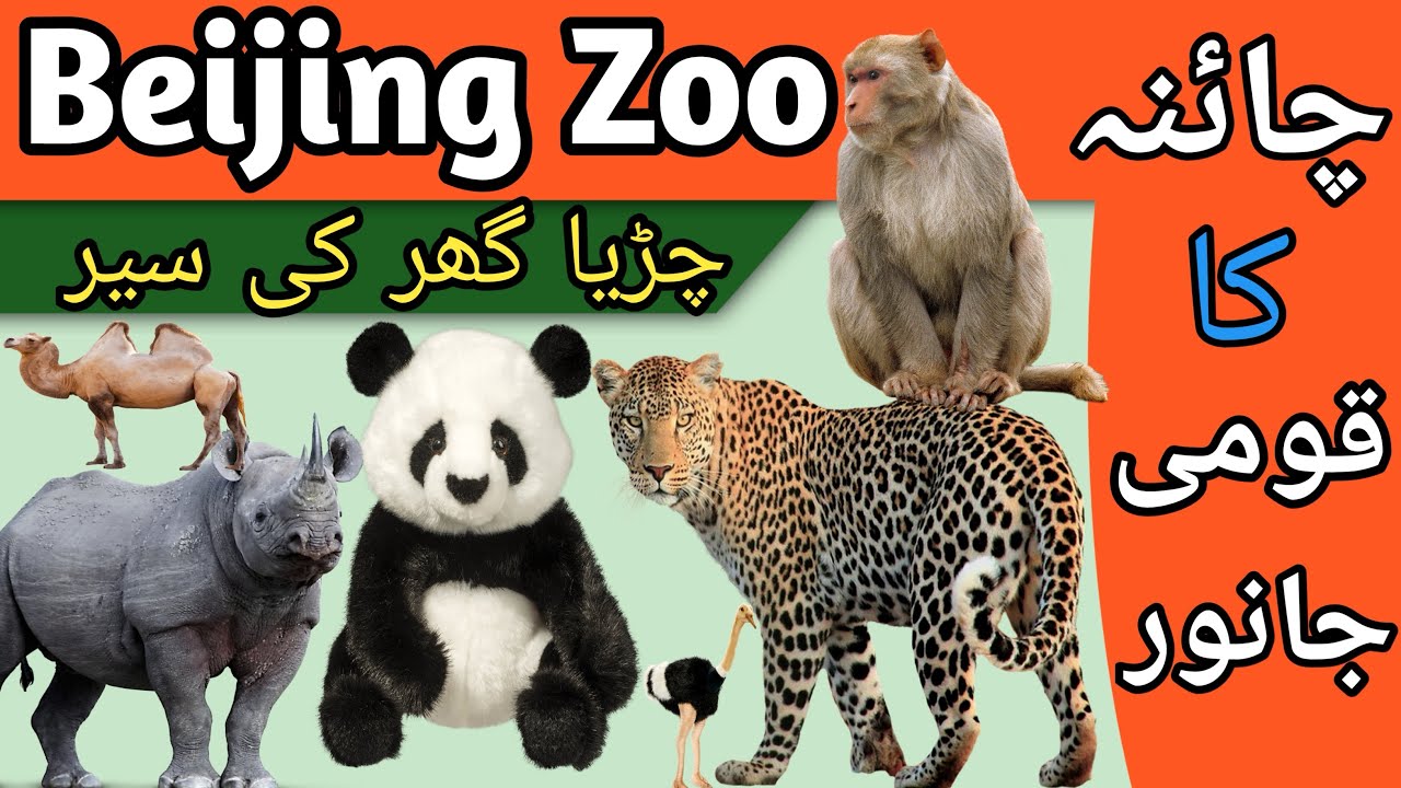 Visit to Beijing Zoo - National Animal🐼 of China 🇨🇳 - YouTube