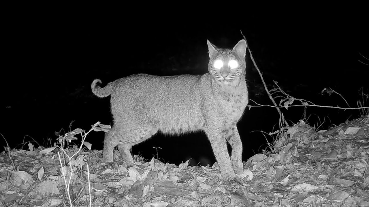 Bobcat Models in front of my Trail Camera - YouTube