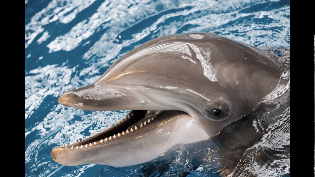 More pressure on SeaWorld for orca sea pens - YouTube