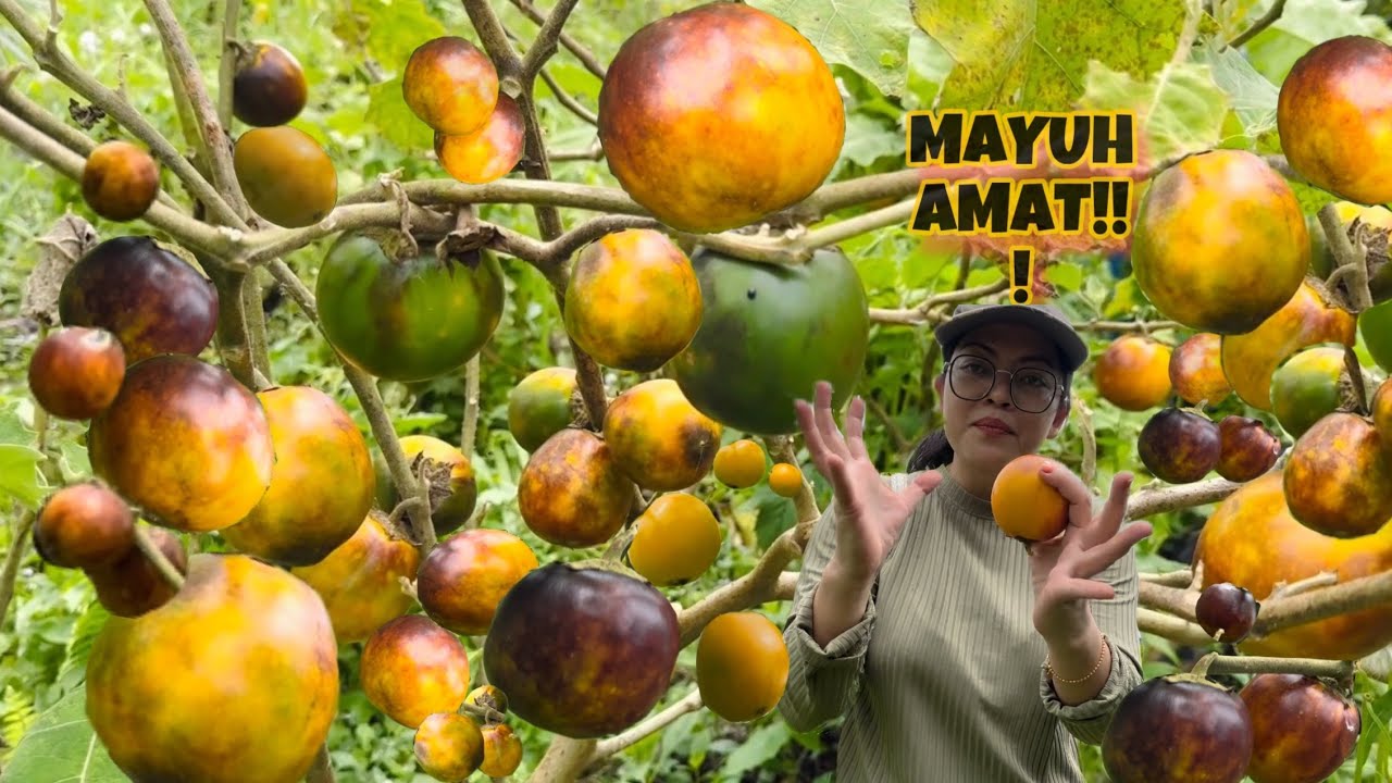 BEGINI LADANG TERUNG ASAM / SAYAPUN NAK BERKEBUN NANTI / TANAH SUBUR ...