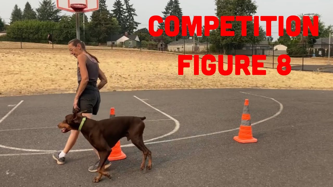Train Your Dog for Better Scores on Competition Figure 8 - YouTube
