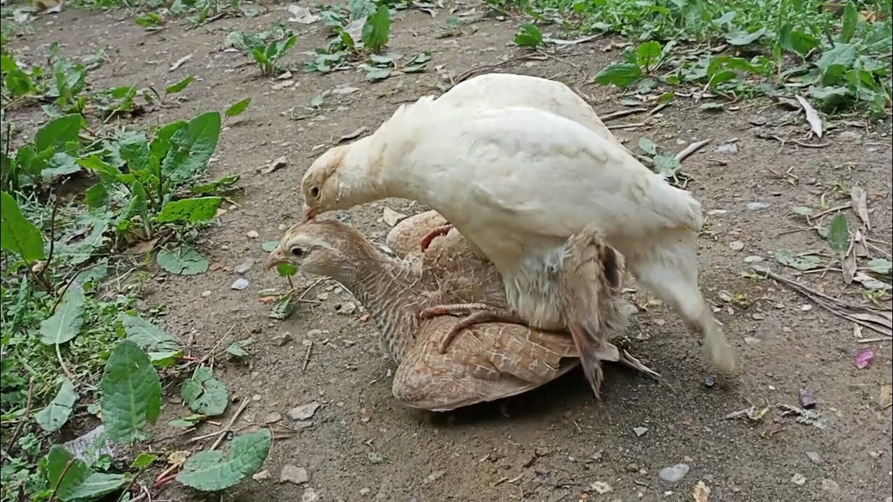 Teetar Breeding | Silver & White Teetar Cross Breed | Teetar Breeding ...