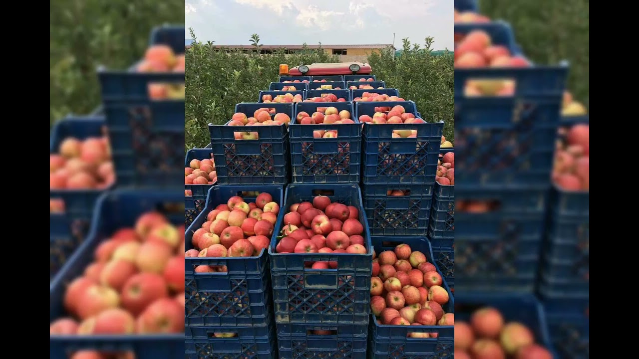 The best farm in albania - YouTube