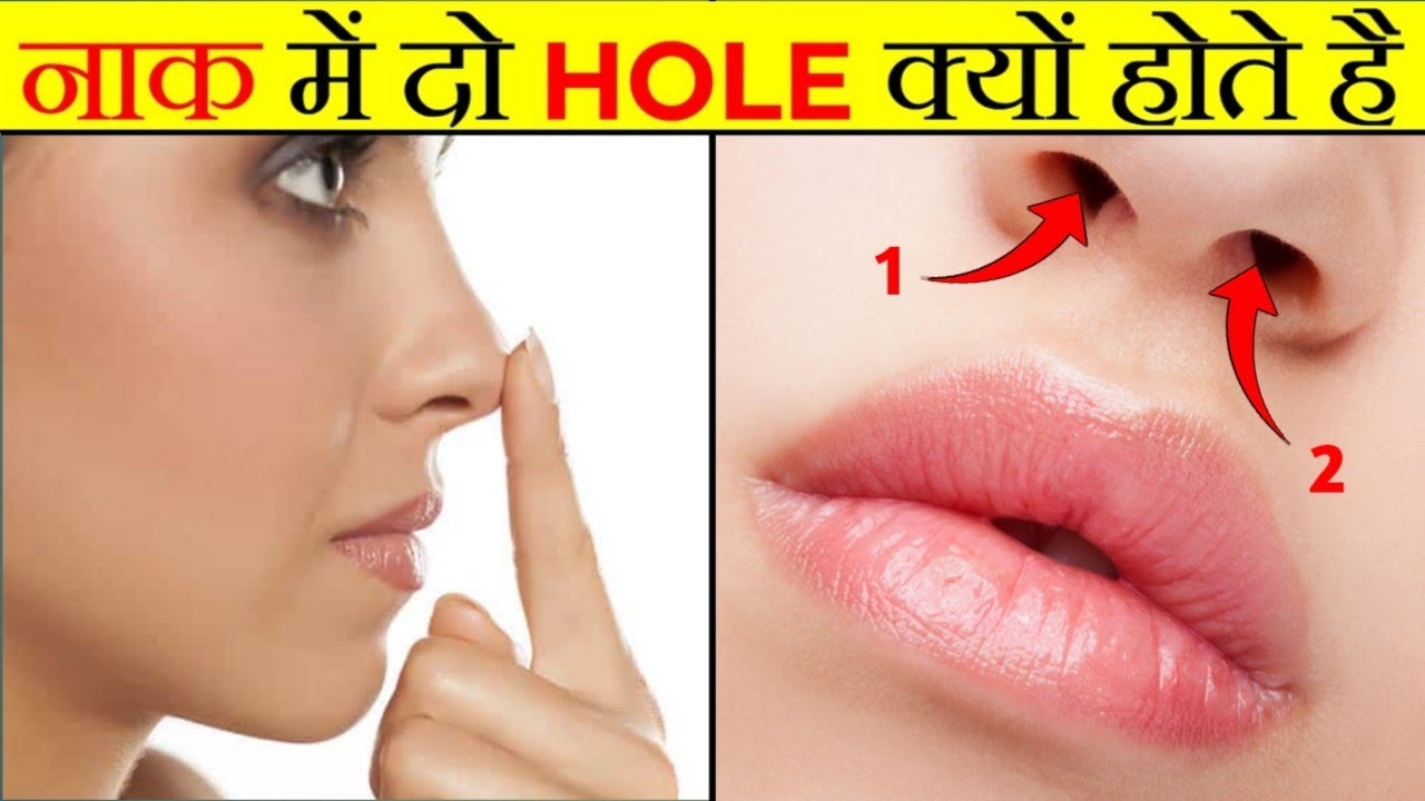 Why Do We Have Two Nostrils Most Why Do We Have Two Nostrils Most