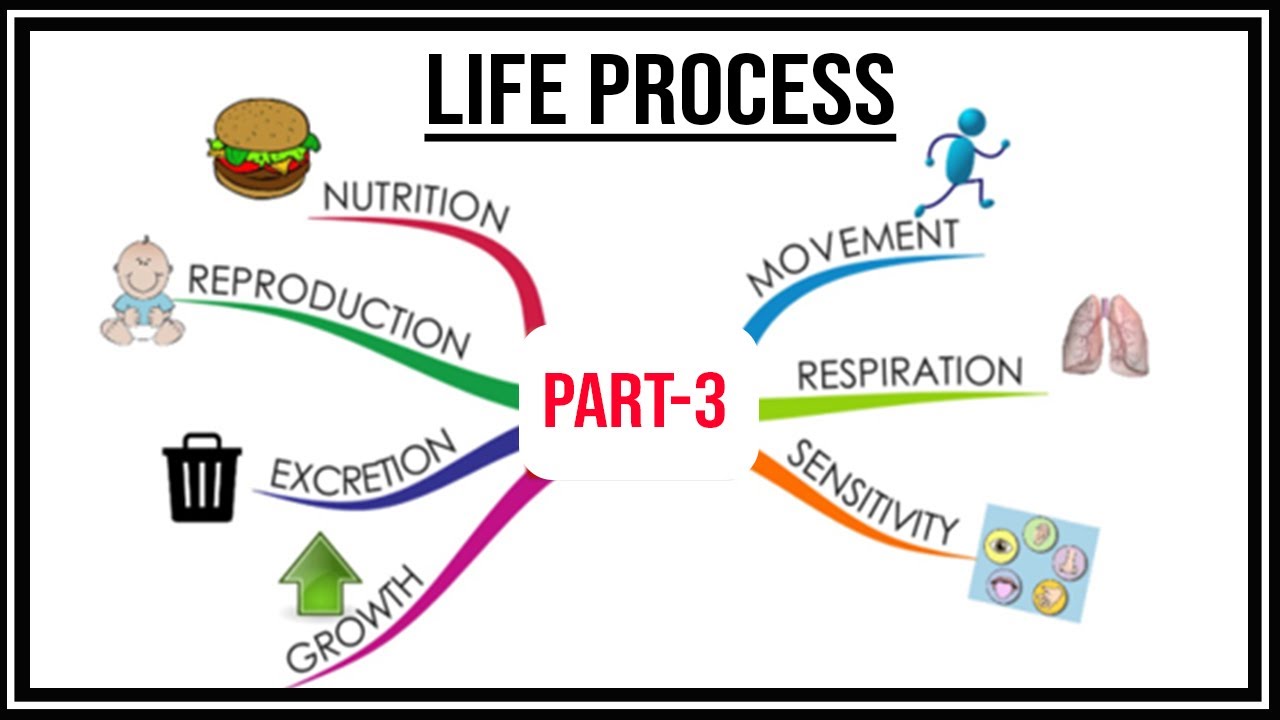 Life Process | Chapter - 6 | Biology | Neet Foundation | Part-3 | - YouTube