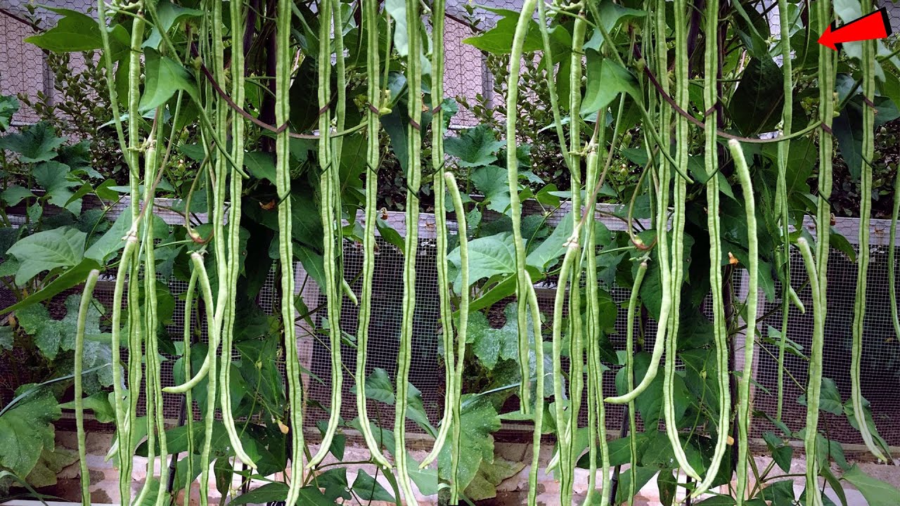 Growing Millions of Hybrid Long Beans | Long Beans Farming - YouTube