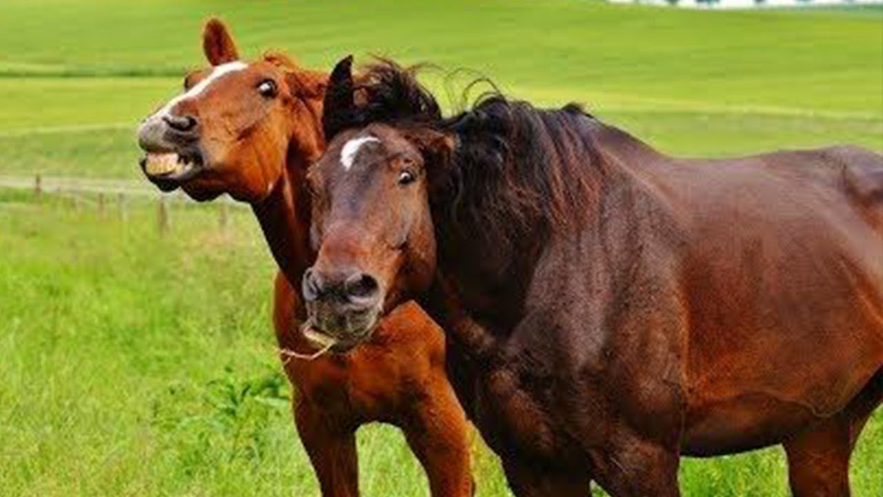 45 Interesting Animal Moments Caught On Camera will BRIGHTEN YOUR DAY ...