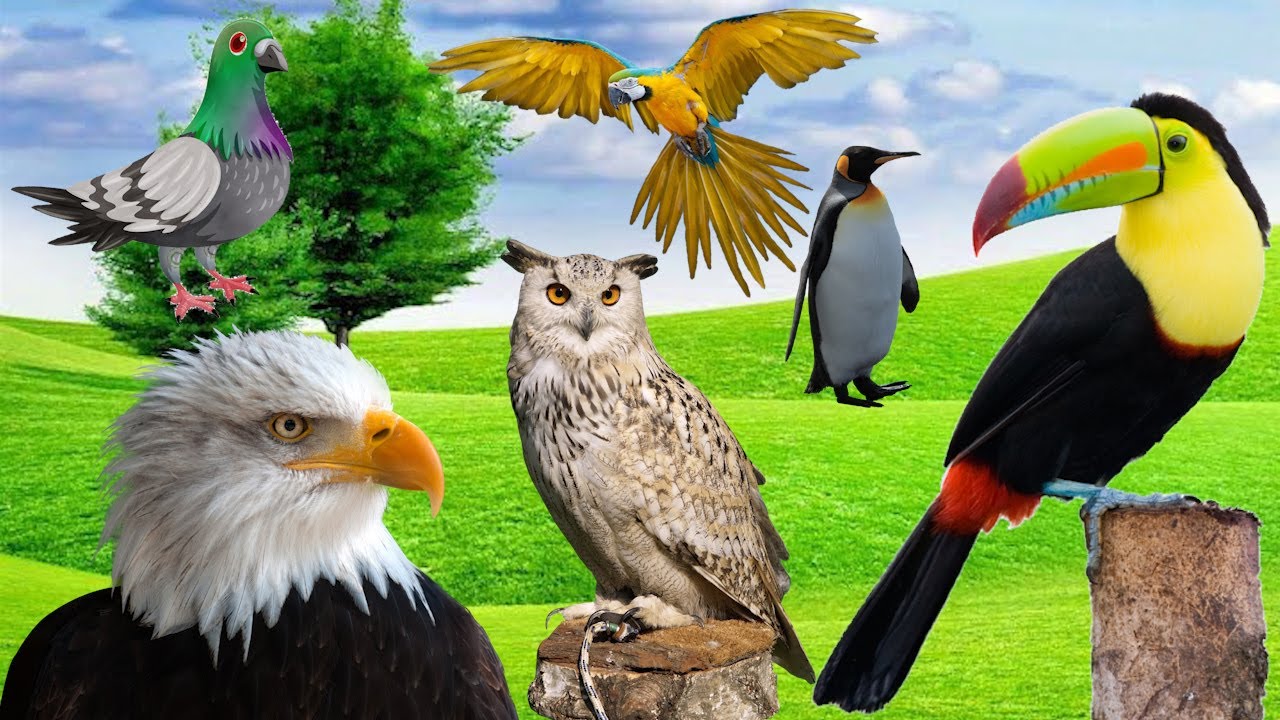 Birds Names and Sounds Learn bird species in English - YouTube