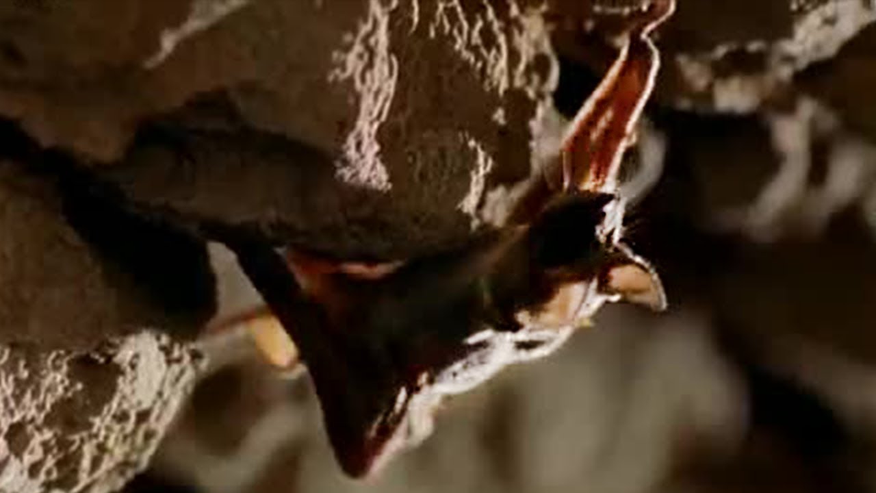 Clinging to Life | Top Bat | BBC Earth - YouTube