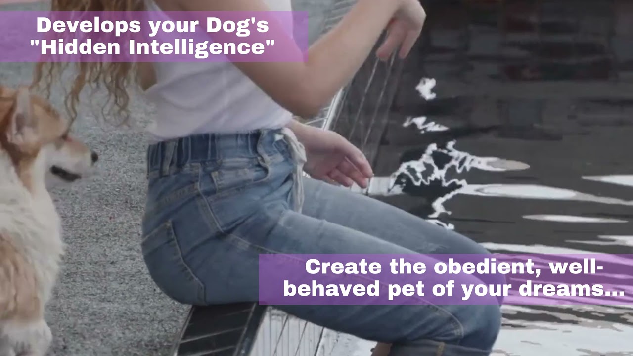 🐕DOG TRAINING🐶 Develops your Dog's "Hidden Intelligence" Very Easy - YouTube