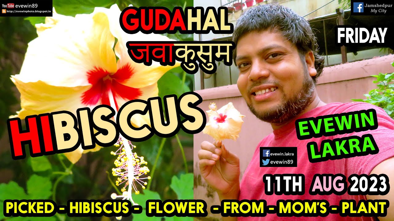 HIBISCUS - FLOWER - GUDAHAL - PHOOL - 11TH AUG 2023 - EVEWIN - LAKRA ...