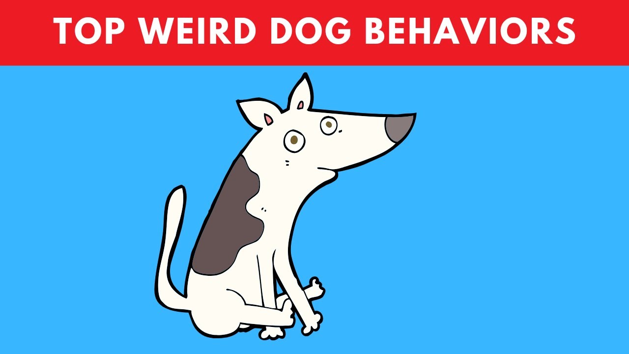 Understanding 9 SUPER Strange Dog Behaviors - YouTube
