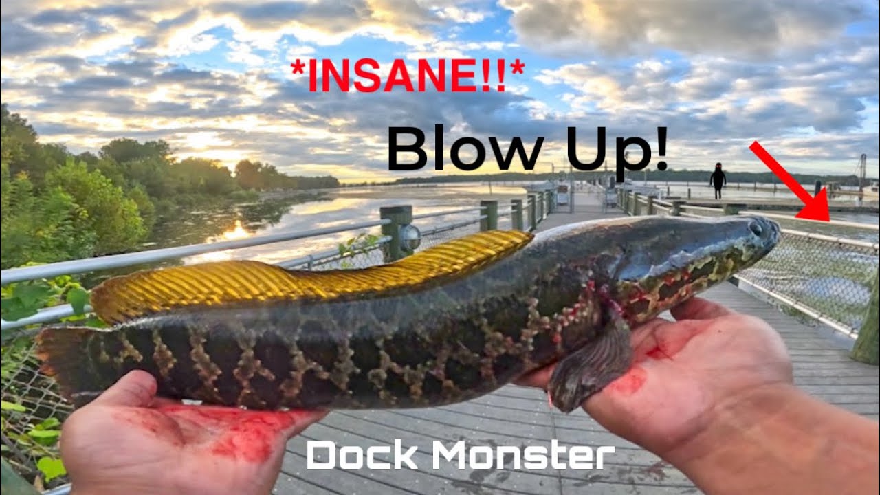 Invasive Snakehead Destroyed my FROG (Maryland Snakehead Fishing) - YouTube