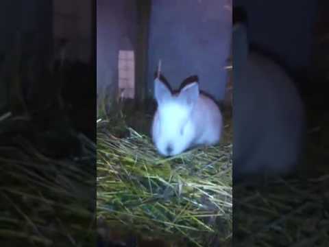 Damazlıq və ətliy dovşan təsərrüfatı .Ehtiram Xacmaz .