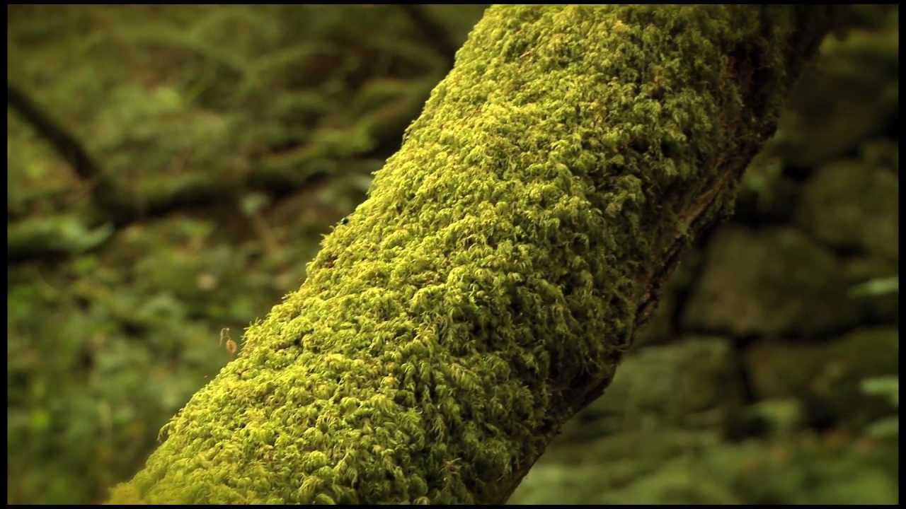 "O Morrazo" con todos os sentidos - Alta Calidade.mov - YouTube