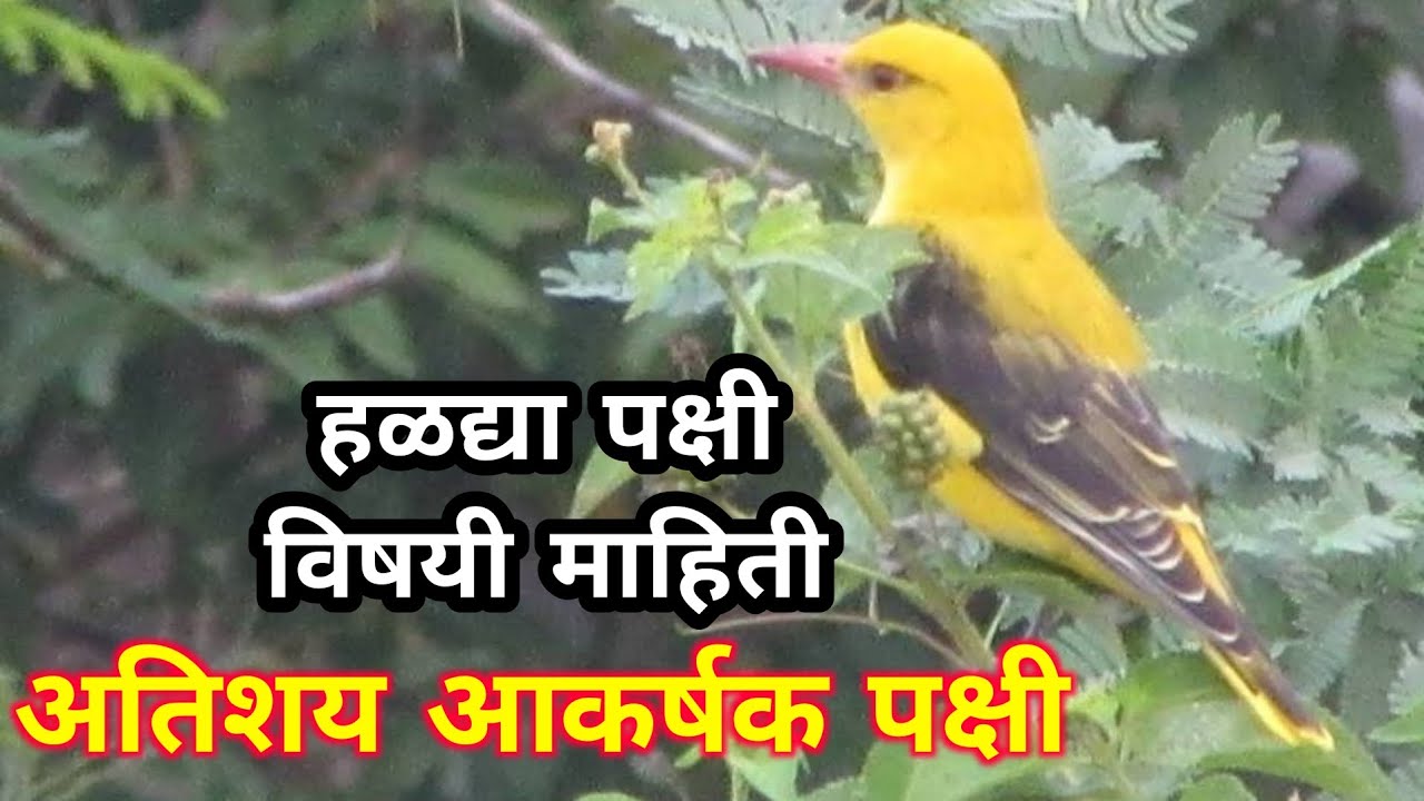 haldya pakshi vishay mahiti | haldya pakshi chi mahiti | haldya pakshi ...