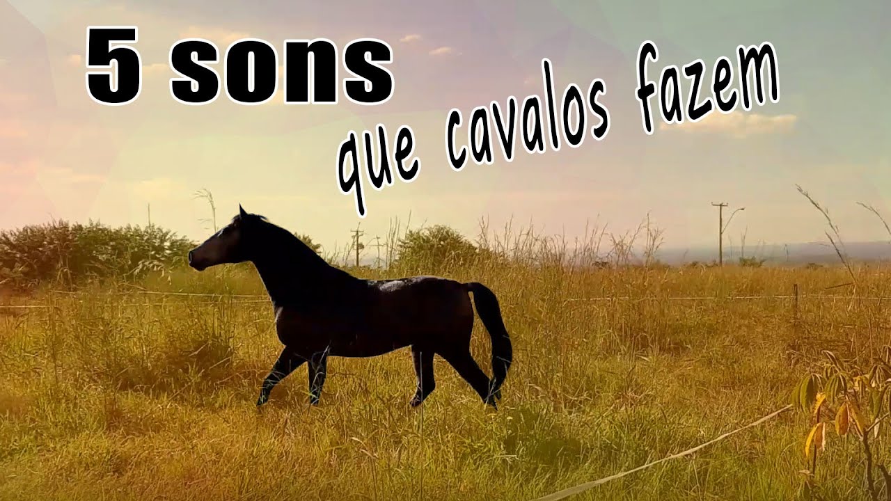 Cinco sons que cavalos fazem - comportamento equino - YouTube