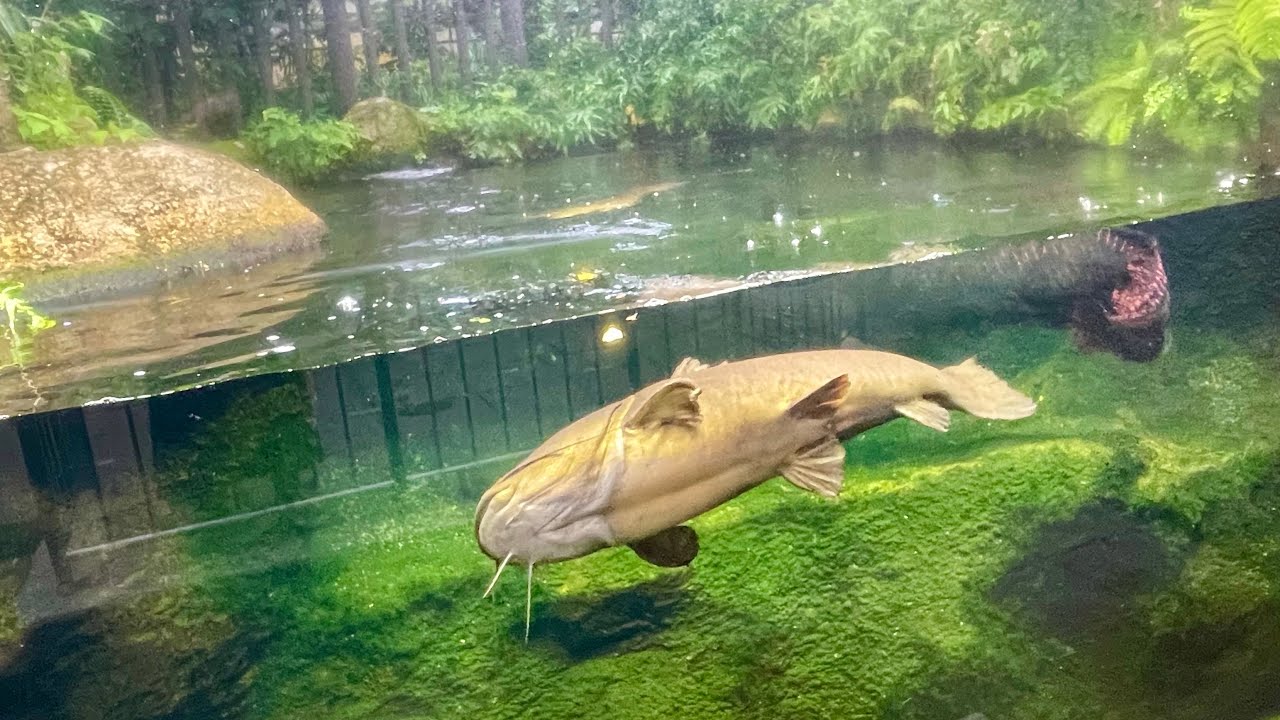ピラルク / ジャウー / ホワイトアロワナ / 足立区生物園 / Pirarucu (Arapaima) / Gilded catfish ...