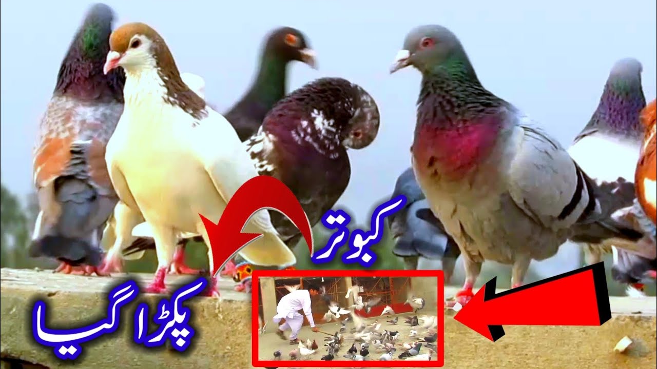 bazi walay kabootar pakra | high flyer kabutar pakra | racing pigeon ...