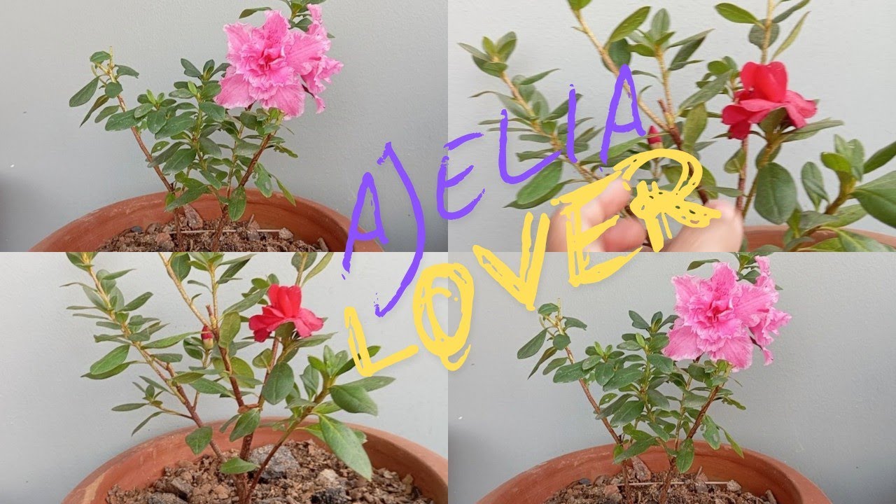 AJELIA LOVER 😐️🌺🌺🌺🌺//rupa's//vlog// - YouTube