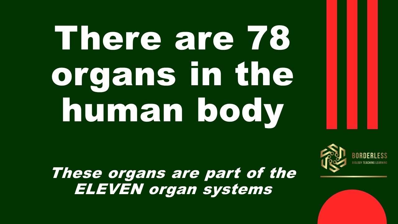 How many organs are in the human body? - YouTube