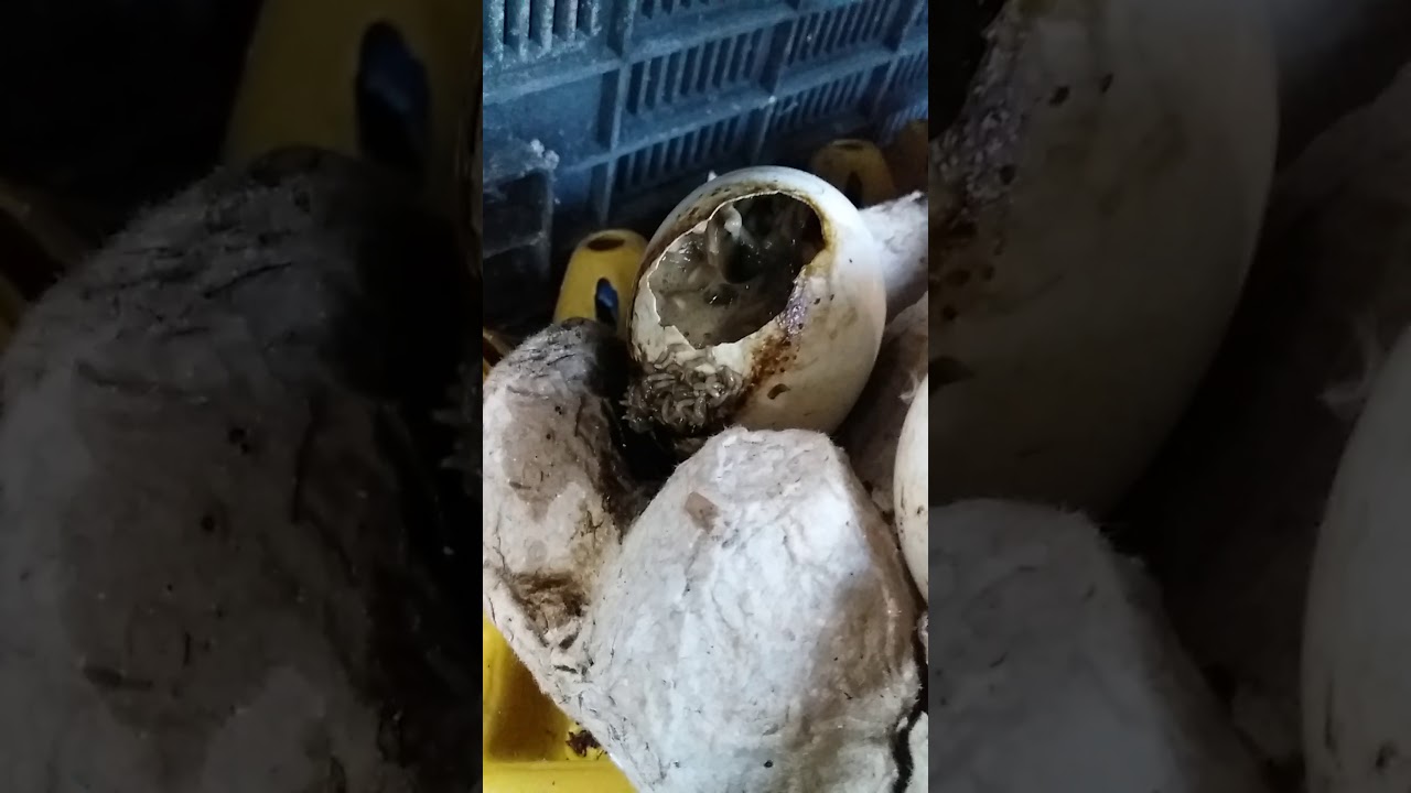 Maggots dropping of alcohol - YouTube