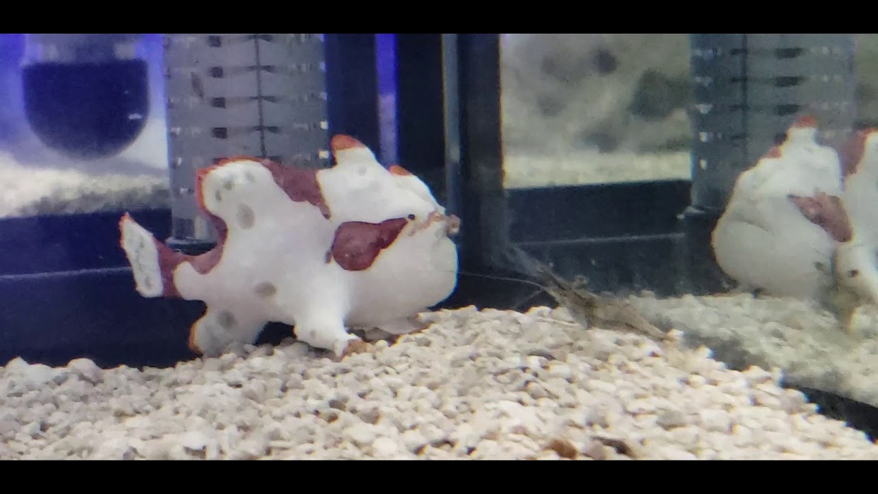 Frogfish Angler uses his lure to try and catch a shrimp dinner - YouTube