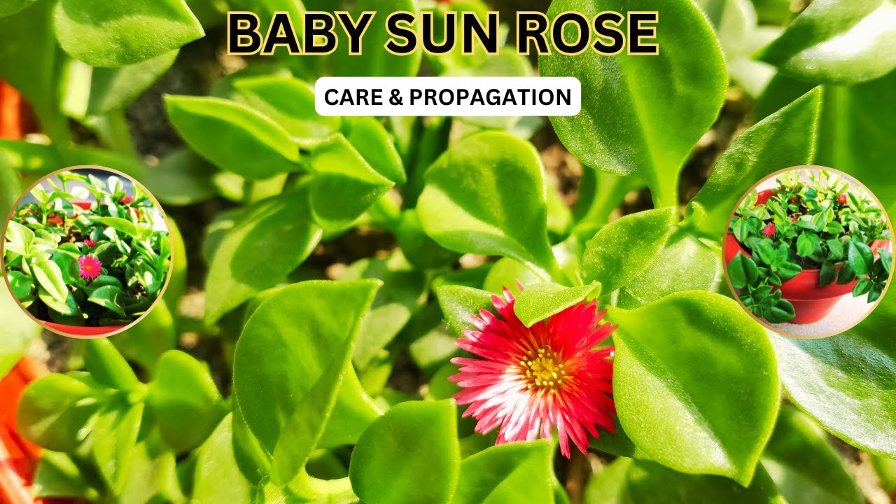 Baby Sun Rose care and propagation | Ice plant #babysunrose # ...
