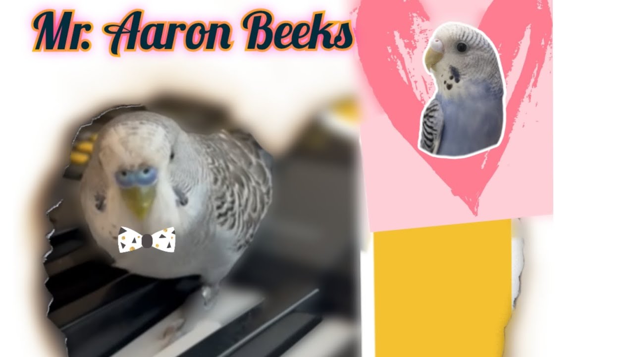 Mr. Aaron Beeks the Budgie plays the piano - YouTube