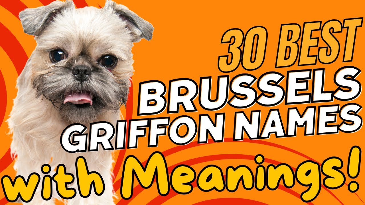 30 Best Brussels Griffon Names with Meanings! 🐾🐶 - YouTube