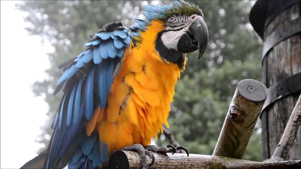 Cotswold bird land part 2 - YouTube