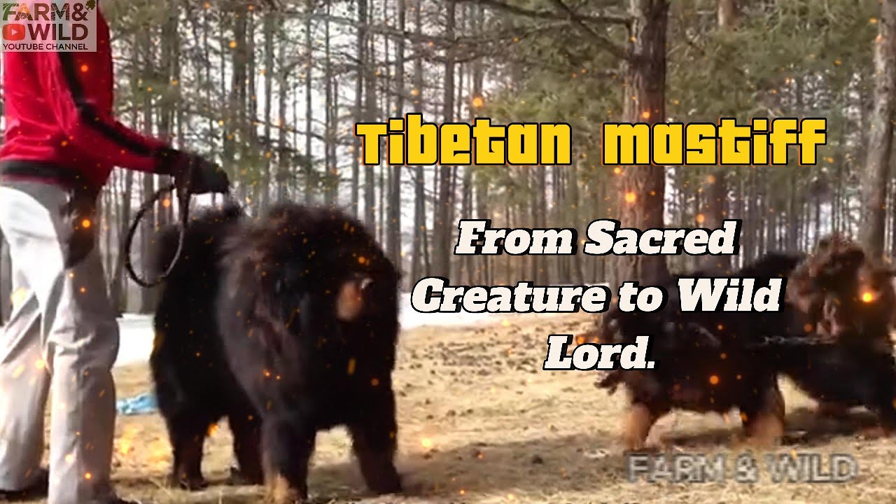 Tibetan Mastiff: From Sacred Creature to Wild Lord | Farm & Wild - YouTube