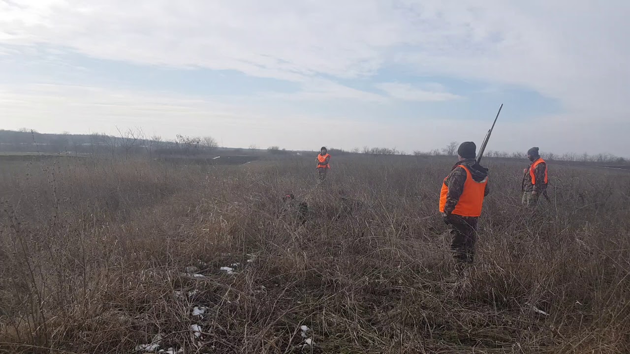 Hunting Trips Pheasant in Romania +40744348950 - YouTube