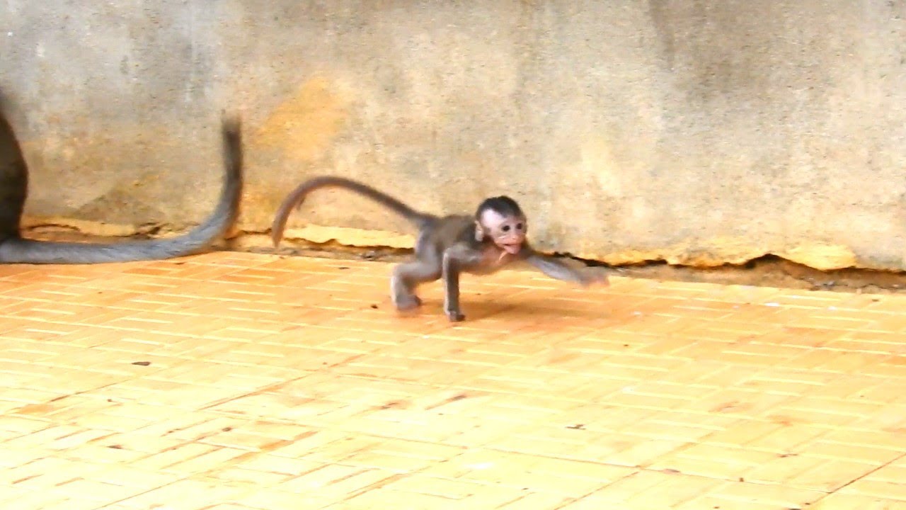 OMG ! Poorest Baby Monika Call Mom Help Due to Old Monkey Catching ...