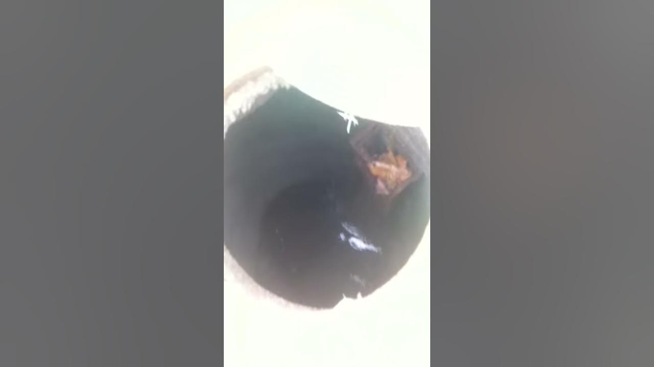 Deep Ass Hole Youtube