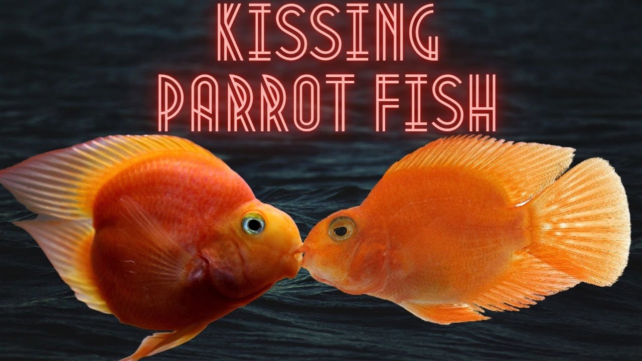 KISSING OR FIGHTING - YouTube