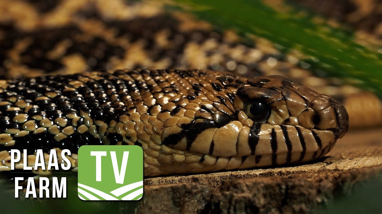 Oos-Kaapse slange: Insigte van die Bathurst-gemeenskap - YouTube