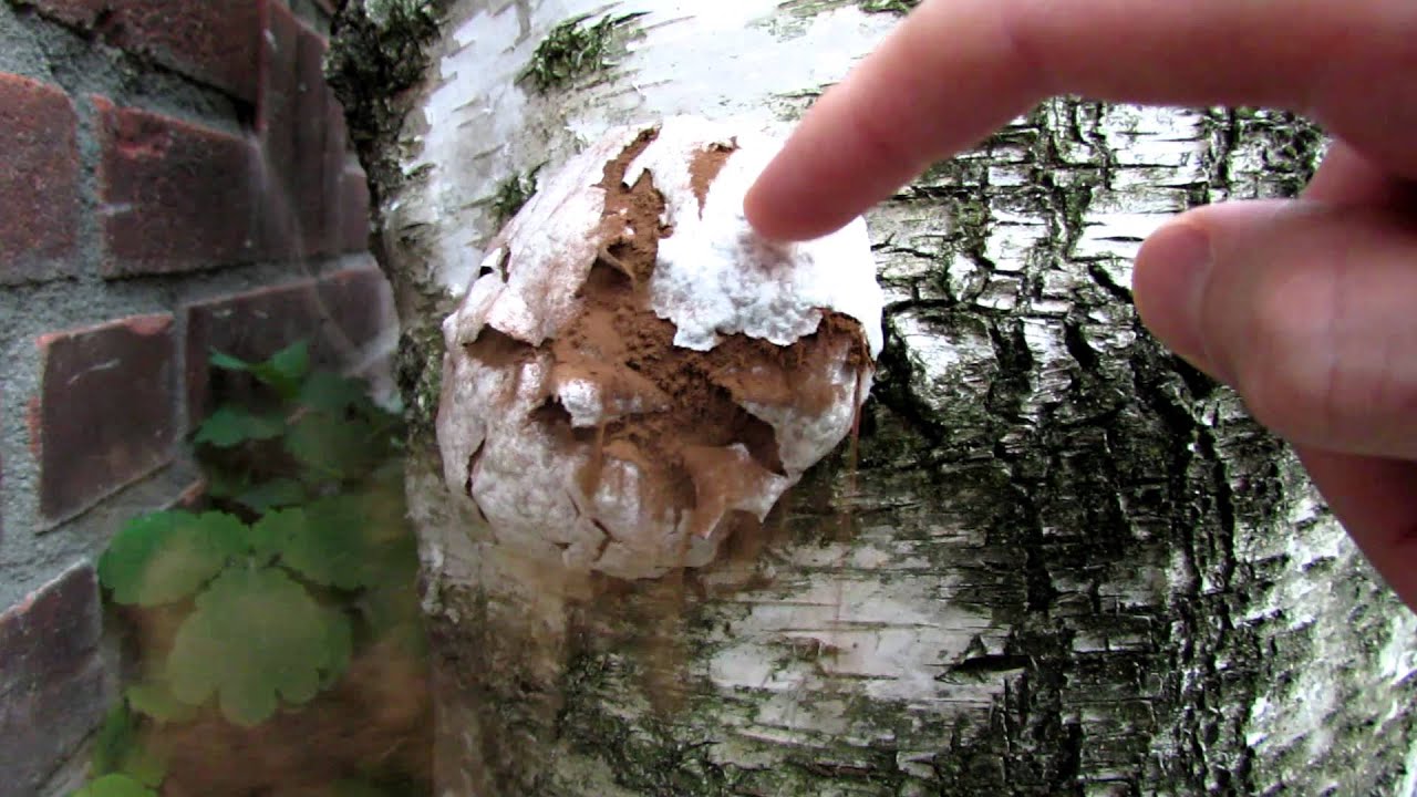 Sporulating False Puffball (Enteridium lycoperdon, a slime mould) - YouTube