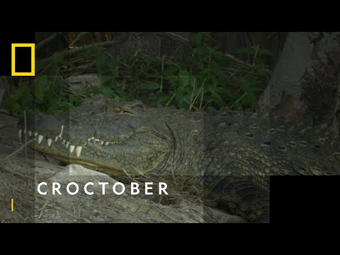 When Nile Crocodiles Attack | Croctober | National Geographic WILD UK ...