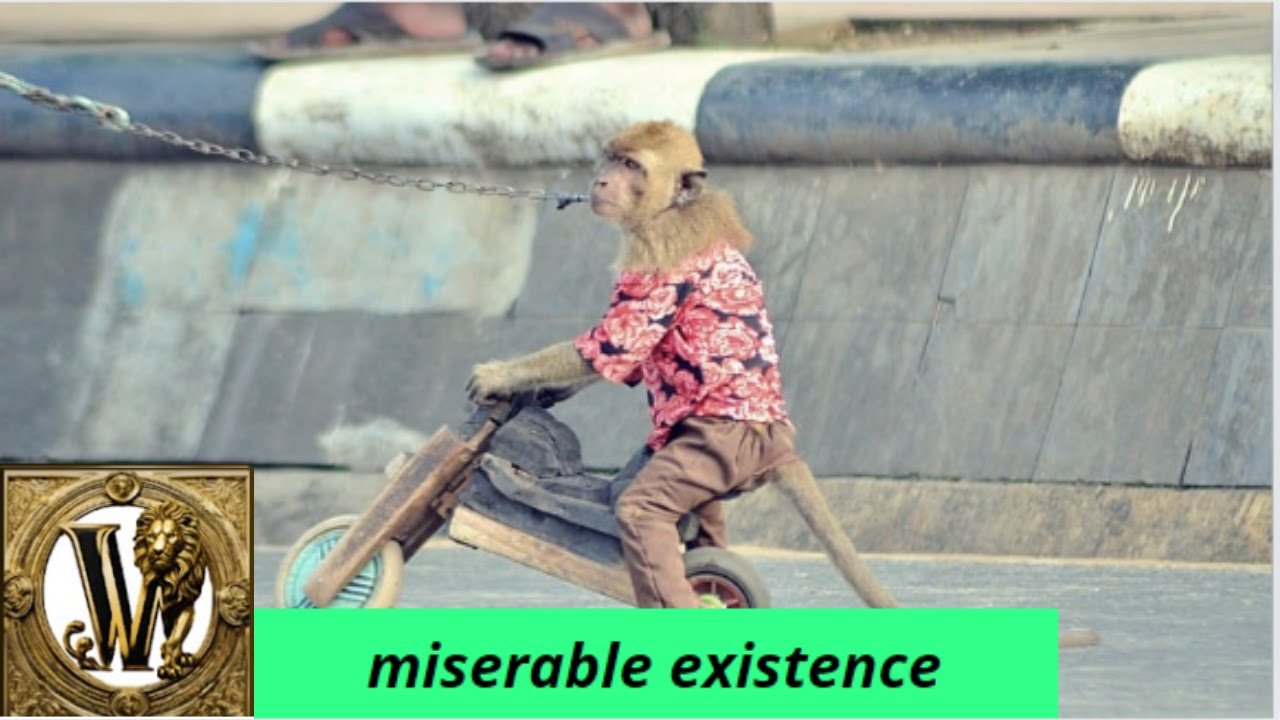 The miserable existence of a little monkey - YouTube