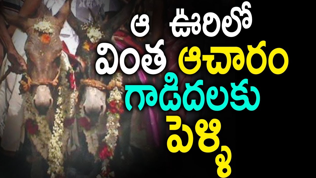 Variety Donkey Marriage at Hosur Kurnool | Farmers Perform Marriage ...