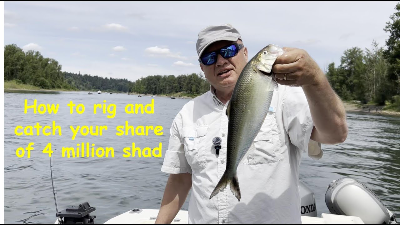 Shad fishing explained. Catching your share of the millions of fish ...