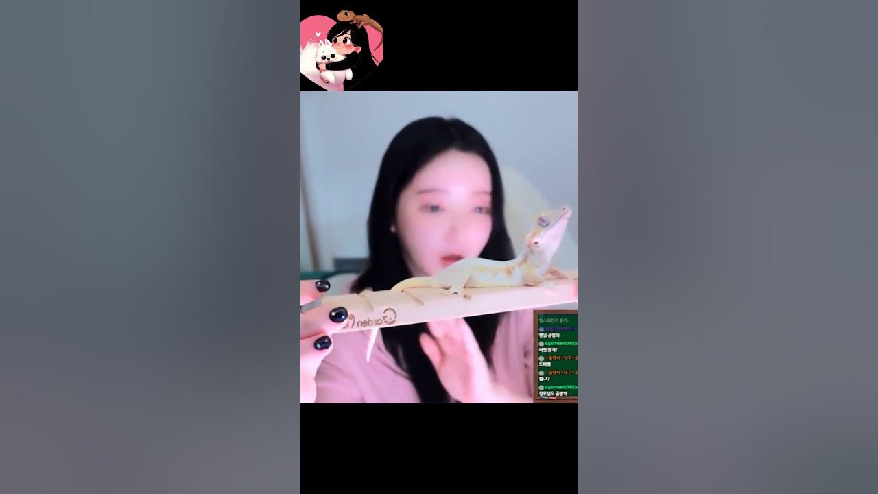 크레스티드 게코 릴리화이트 홍이 Youtube