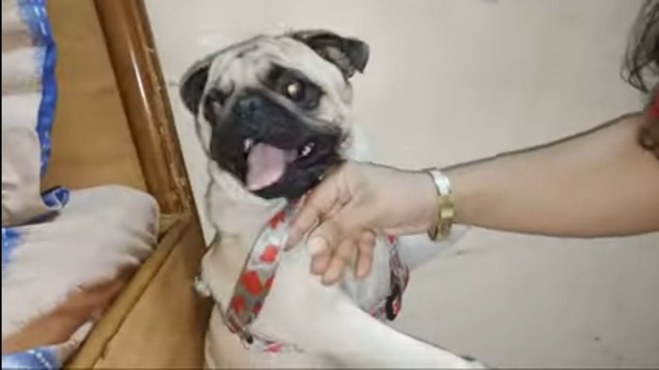 Puggi Is Fighting With Mummy - YouTube