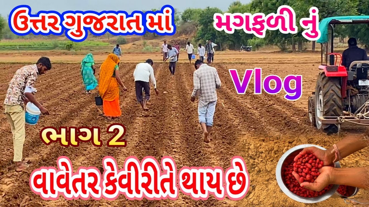 ઉત્તર ગુજરાત માં મગફળી નું વાવેતર કેવીરીતે થાય છે // Utter Gujrat Ma ...