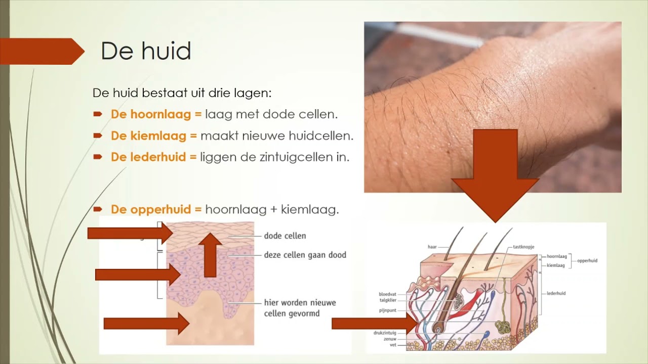 De huid - YouTube
